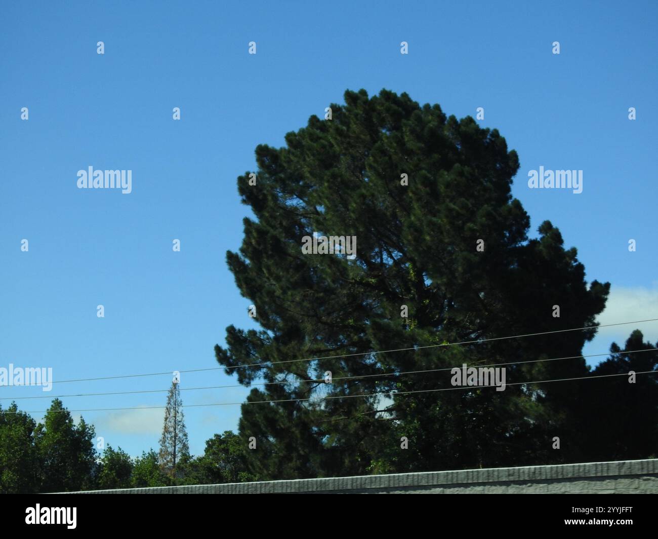 Aleppo pine (Pinus halepensis Stock Photo - Alamy
