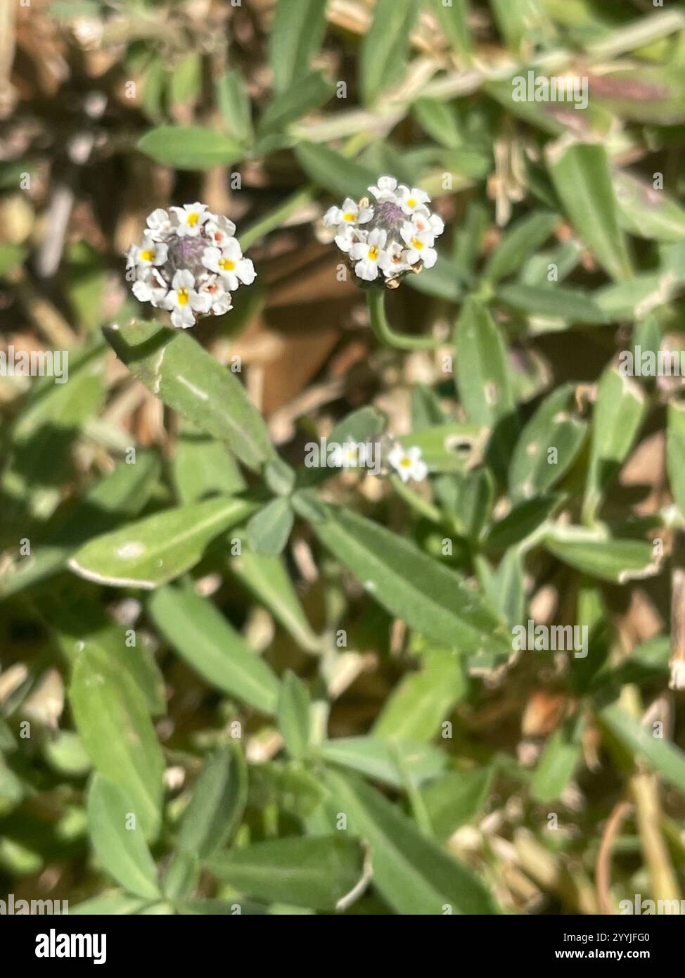 turkey tangle frogfruit (Phyla nodiflora Stock Photo - Alamy