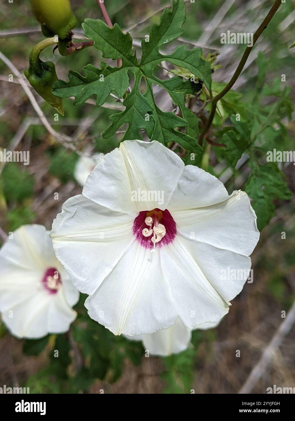 Alamo vine (Distimake dissectus Stock Photo - Alamy