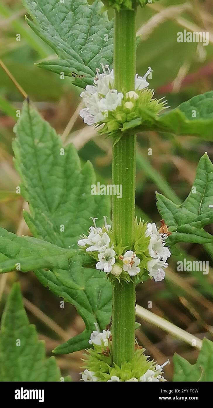 European water-horehound (Lycopus europaeus Stock Photo - Alamy