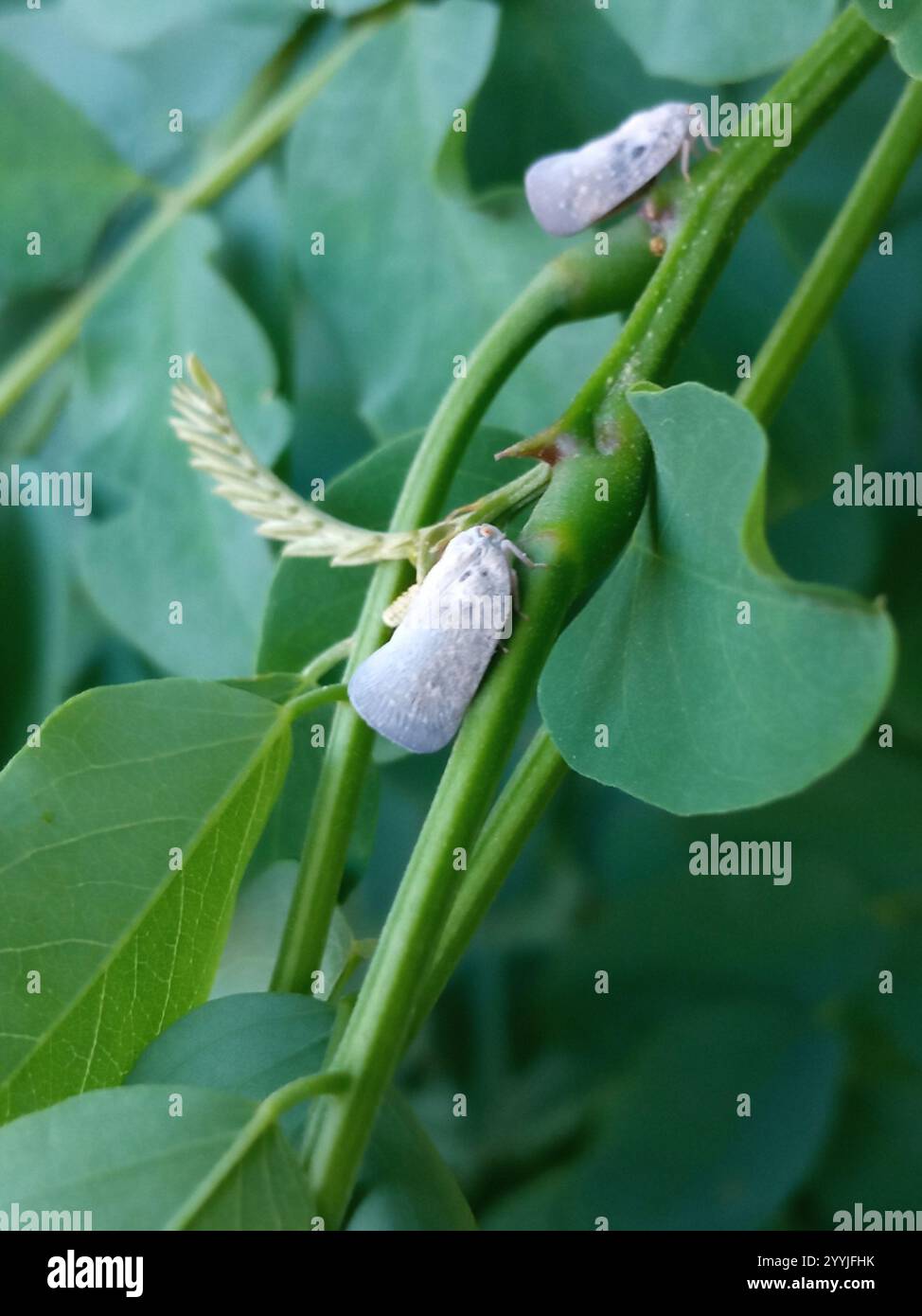 Citrus Flatid Planthopper (Metcalfa pruinosa Stock Photo - Alamy
