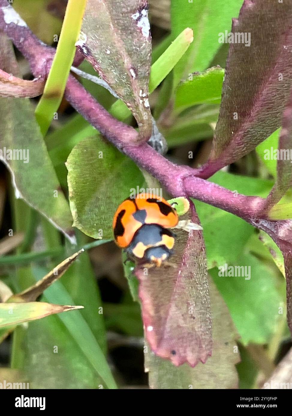 Small Transverse Ladybird Beetle (Coccinella transversalis Stock Photo ...