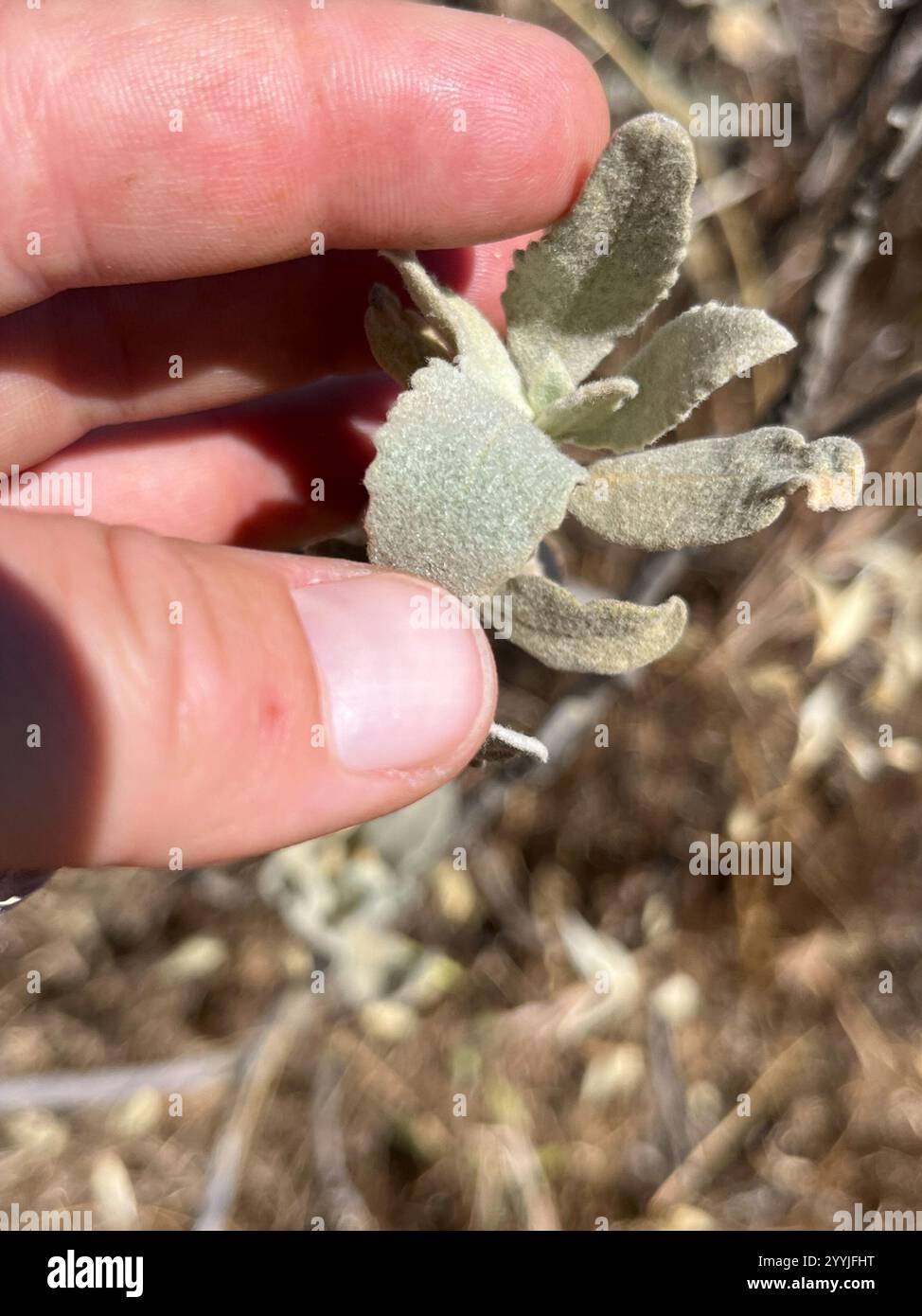 Woolly Yerba Santa (Eriodictyon tomentosum Stock Photo - Alamy