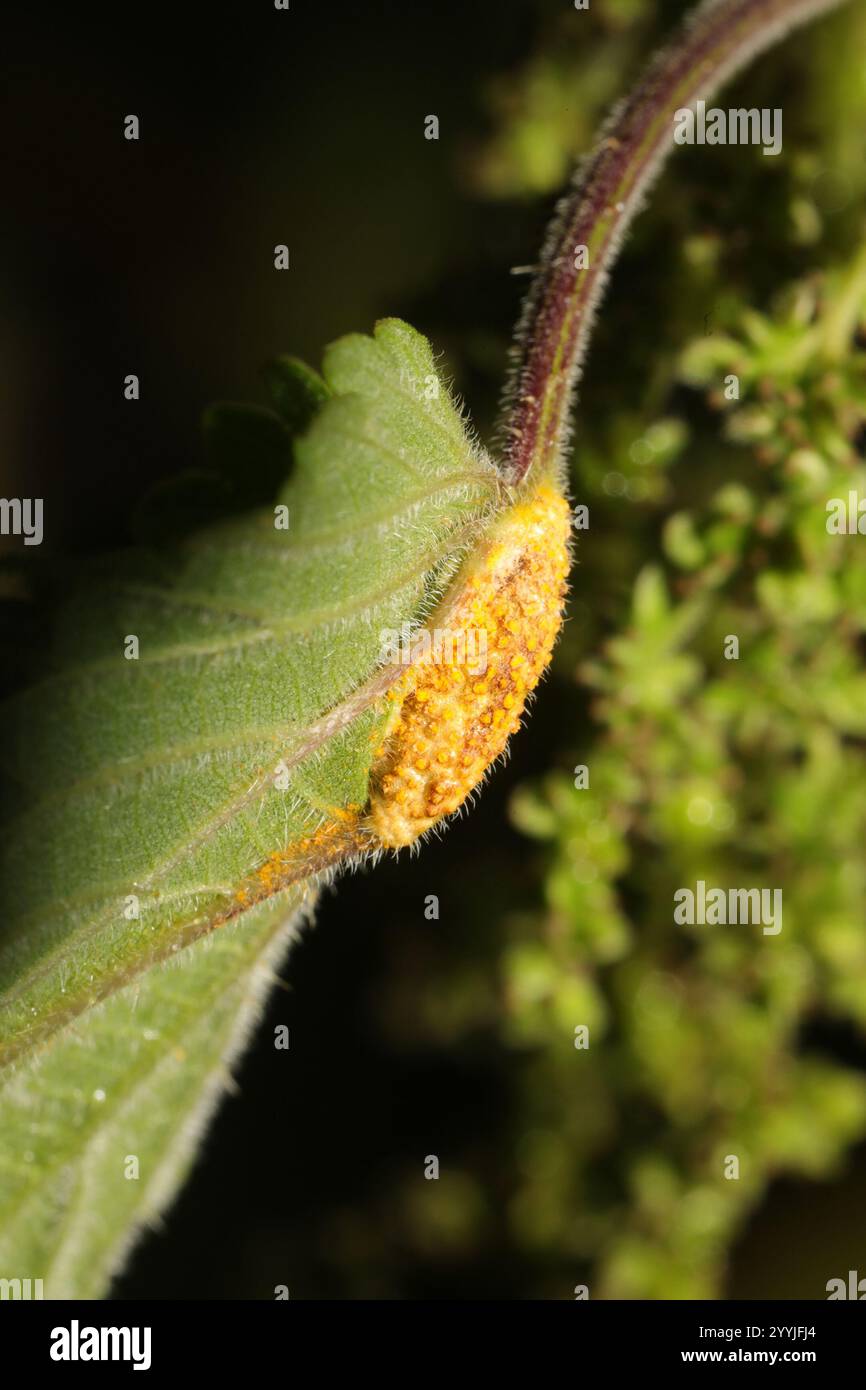 Nettle Clustercup Rust fungus (Puccinia urticata Stock Photo - Alamy