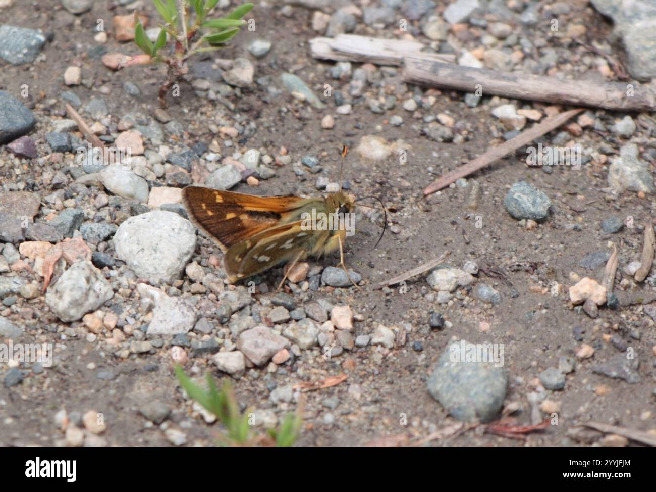 Common Branded Skipper (Hesperia comma Stock Photo - Alamy