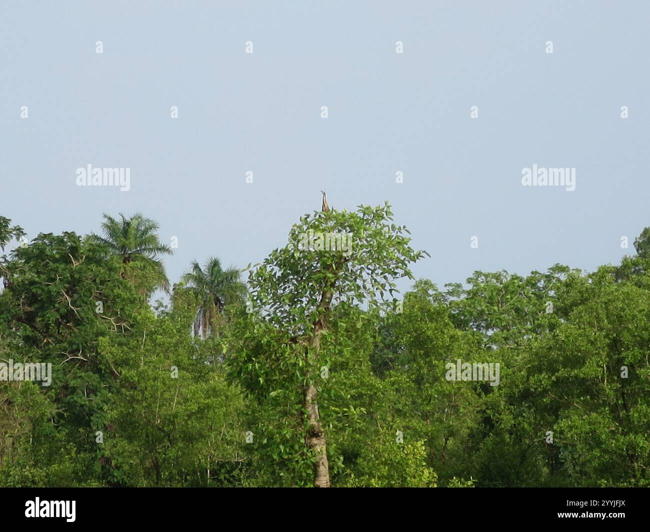 Dwarf Bittern (Botaurus sturmii Stock Photo - Alamy