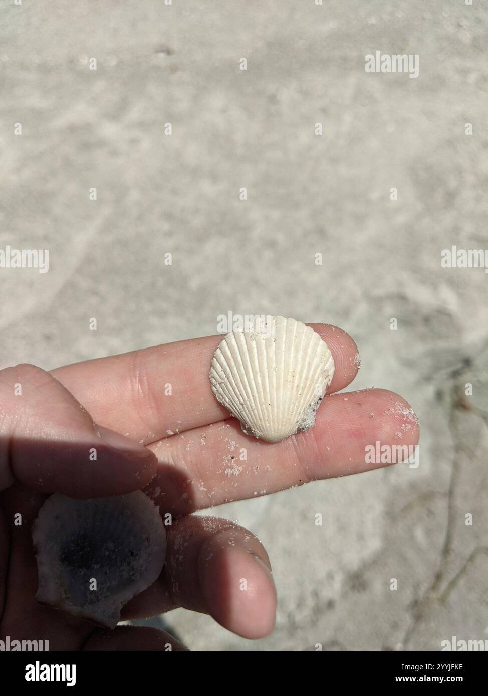 Argopecten hi-res stock photography and images - Alamy