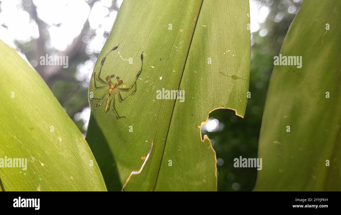 Translucent Green Jumping Spiders (Lyssomanes Stock Photo - Alamy