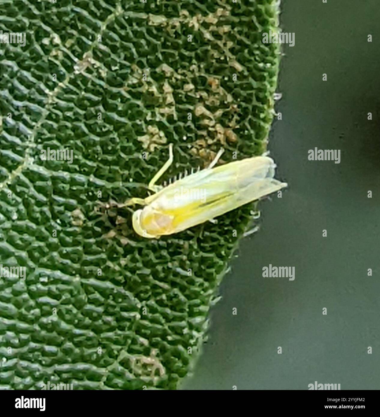 Alebra hi-res stock photography and images - Alamy