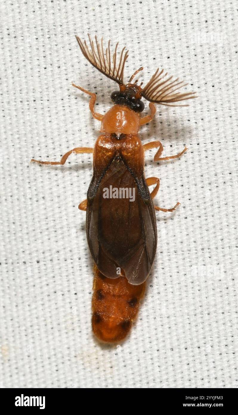 Phengodes hi-res stock photography and images - Alamy
