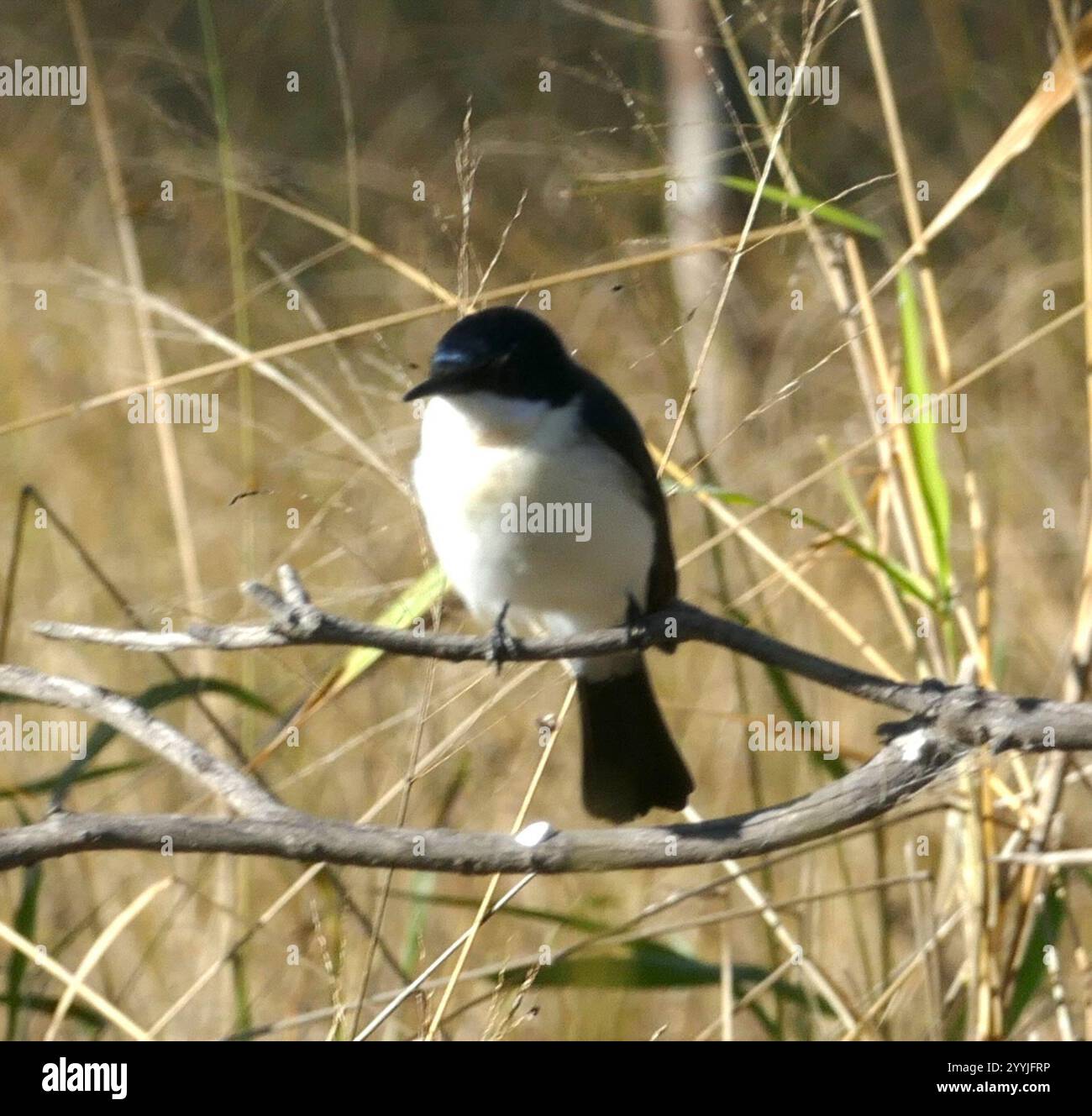 Restless flycatcher hi-res stock photography and images - Alamy