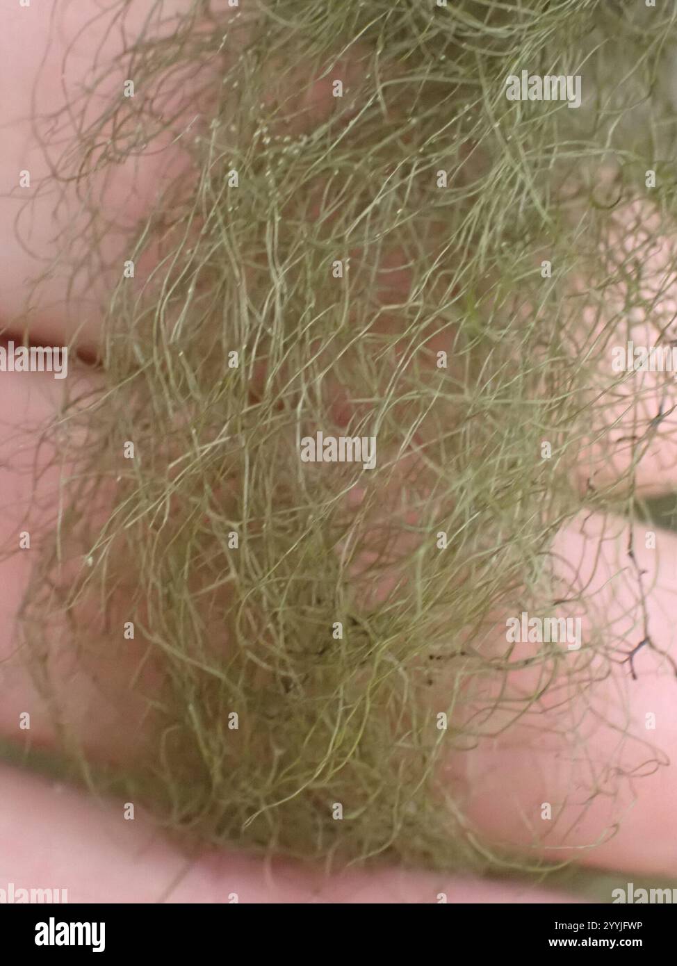 Witch's Hair (Alectoria sarmentosa Stock Photo - Alamy