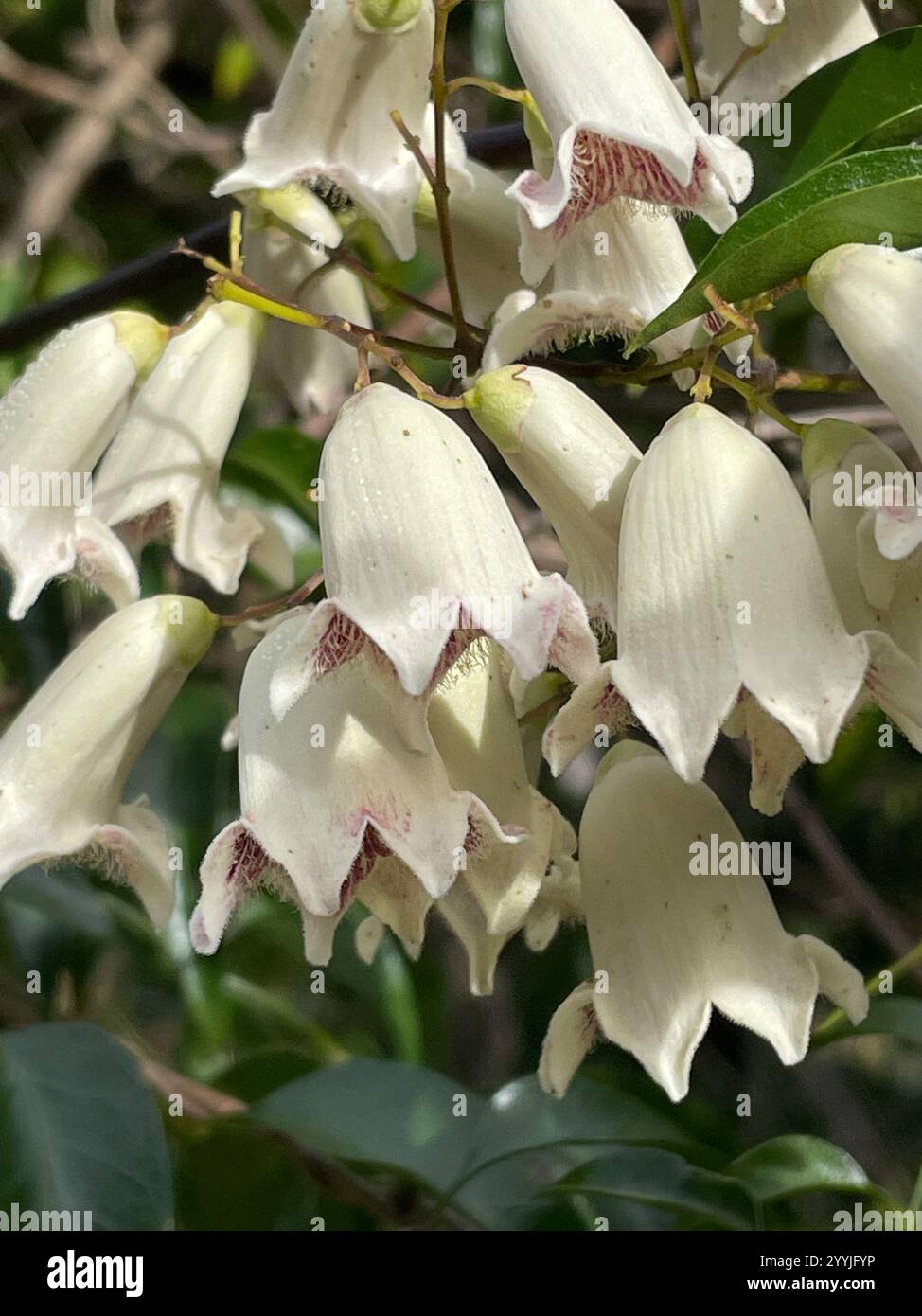 Wonga wonga vine hi-res stock photography and images - Alamy