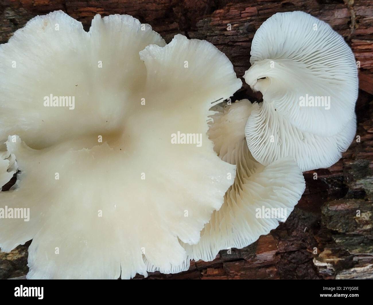 pale oyster (Pleurotus pulmonarius Stock Photo - Alamy