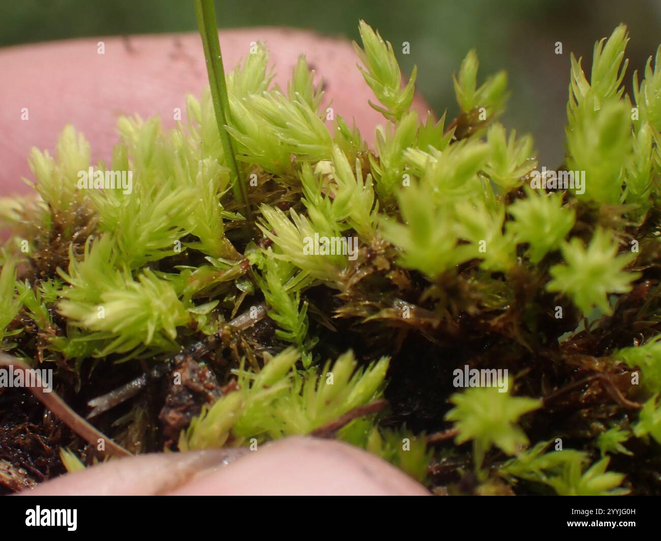 ribbed bog moss (Aulacomnium palustre Stock Photo - Alamy