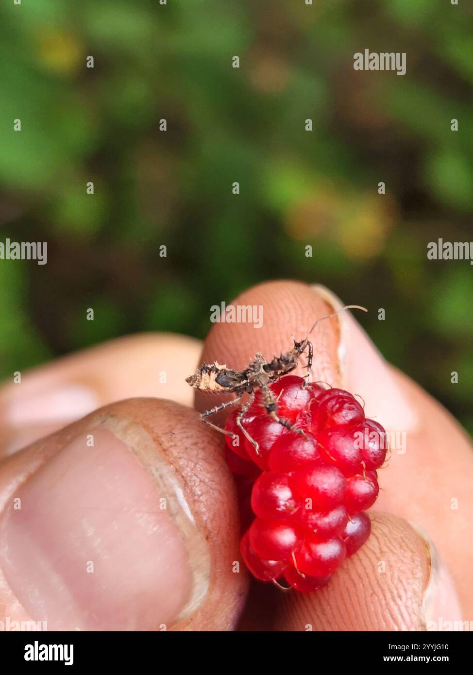 Spiny assassin bug hi-res stock photography and images - Alamy