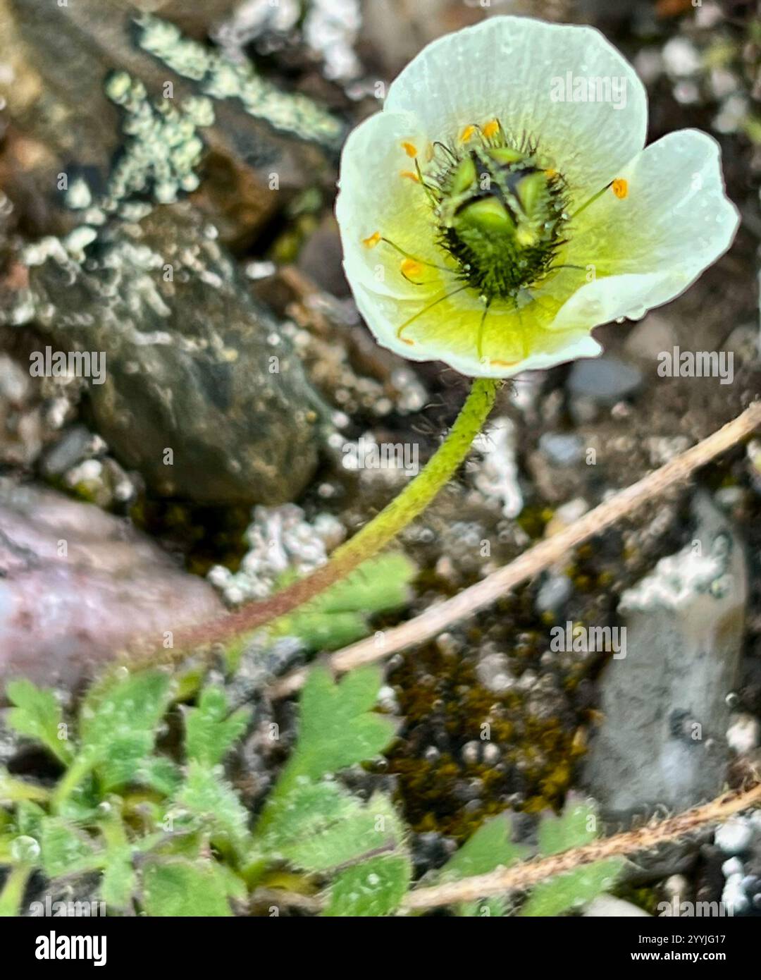 Svalbard Poppy (Papaver dahlianum Stock Photo - Alamy