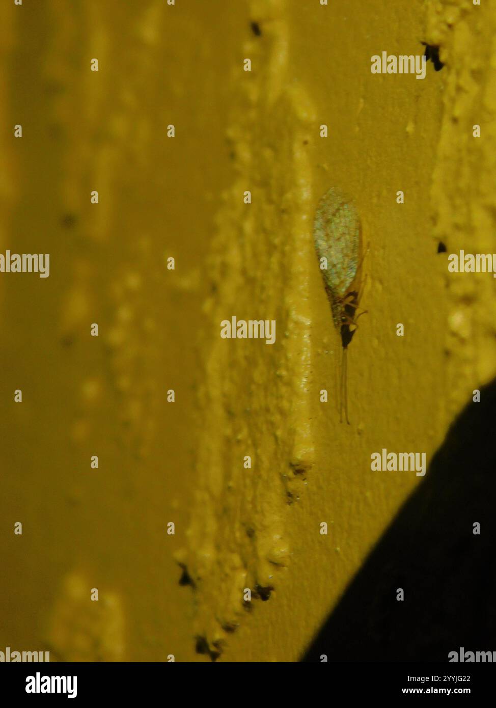 Posterior Brown Lacewing (Micromus posticus Stock Photo - Alamy