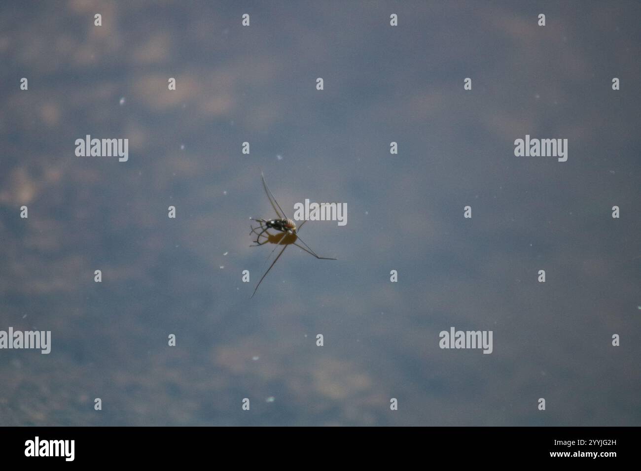 Hesperius hi-res stock photography and images - Alamy