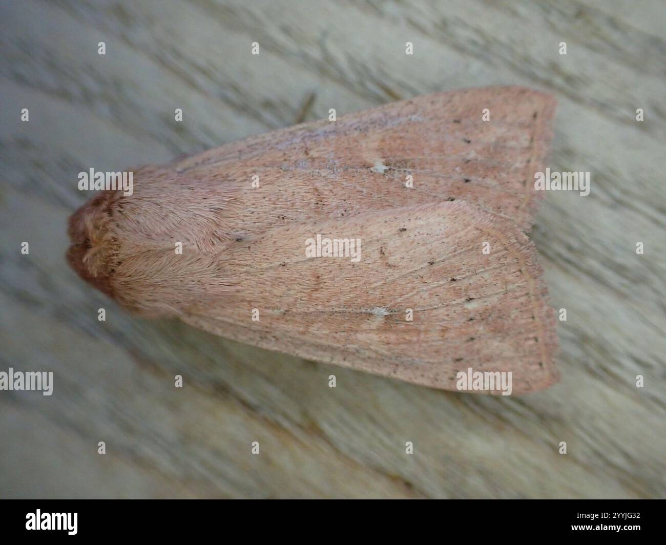 The Clay (Mythimna ferrago Stock Photo - Alamy