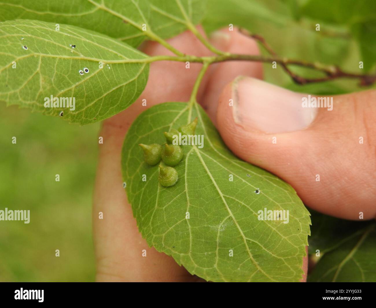 Hackberry Thorn Gall Midge (Celticecis spiniformis Stock Photo - Alamy