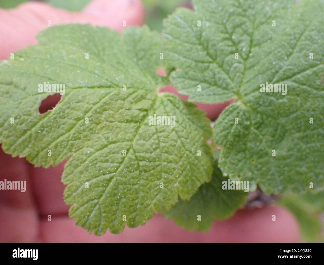 sticky currant (Ribes viscosissimum Stock Photo - Alamy