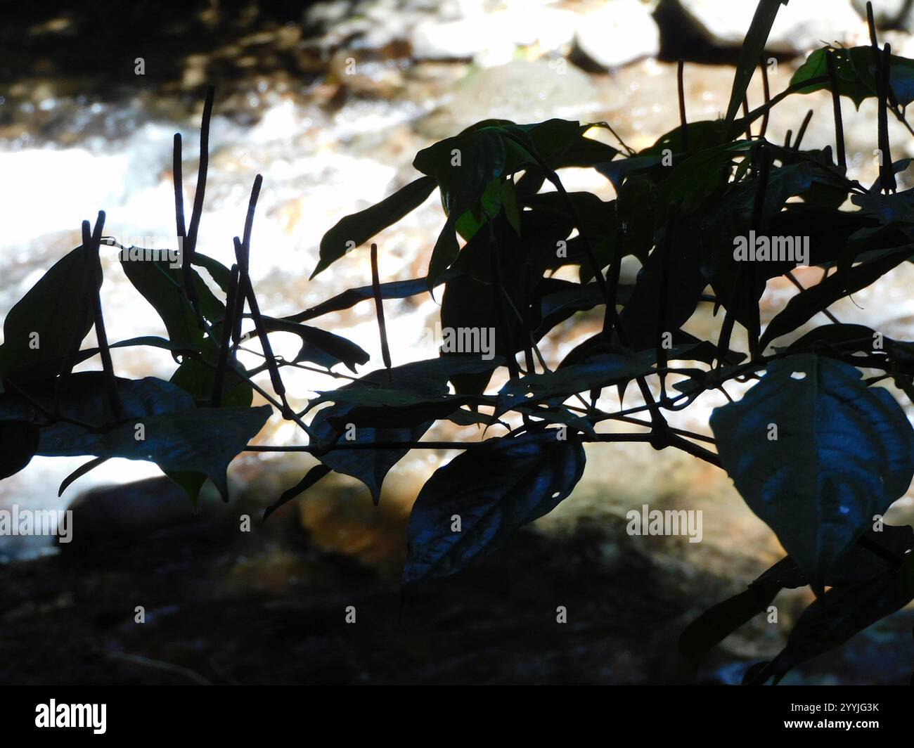 pepper plants (Piper Stock Photo - Alamy