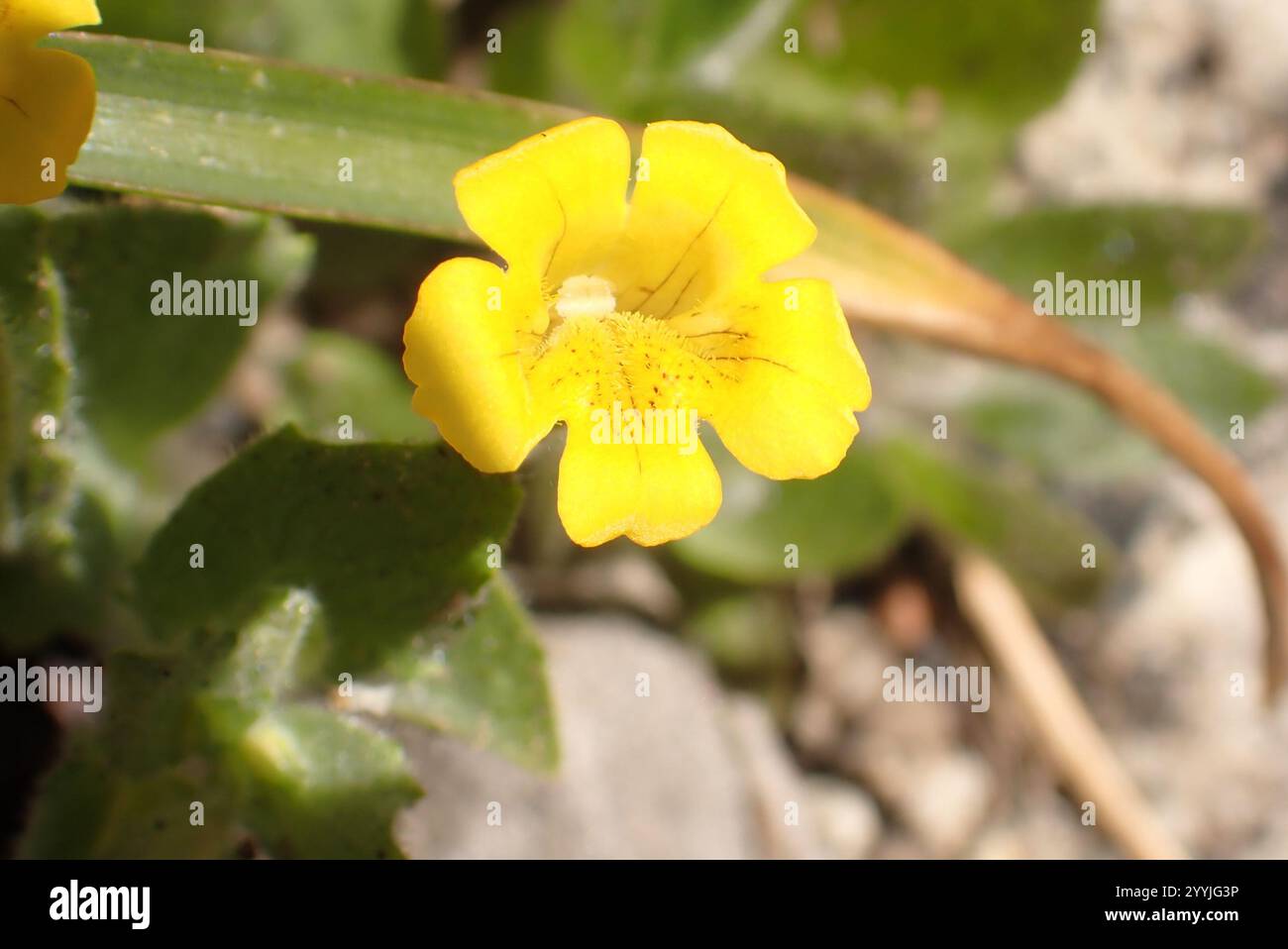 Erythranthe moschata hi-res stock photography and images - Alamy