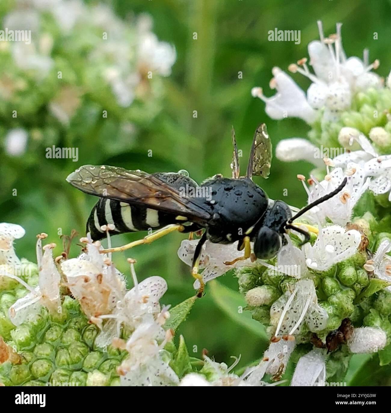 Four-banded Stink Bug Wasp (Bicyrtes quadrifasciatus Stock Photo - Alamy