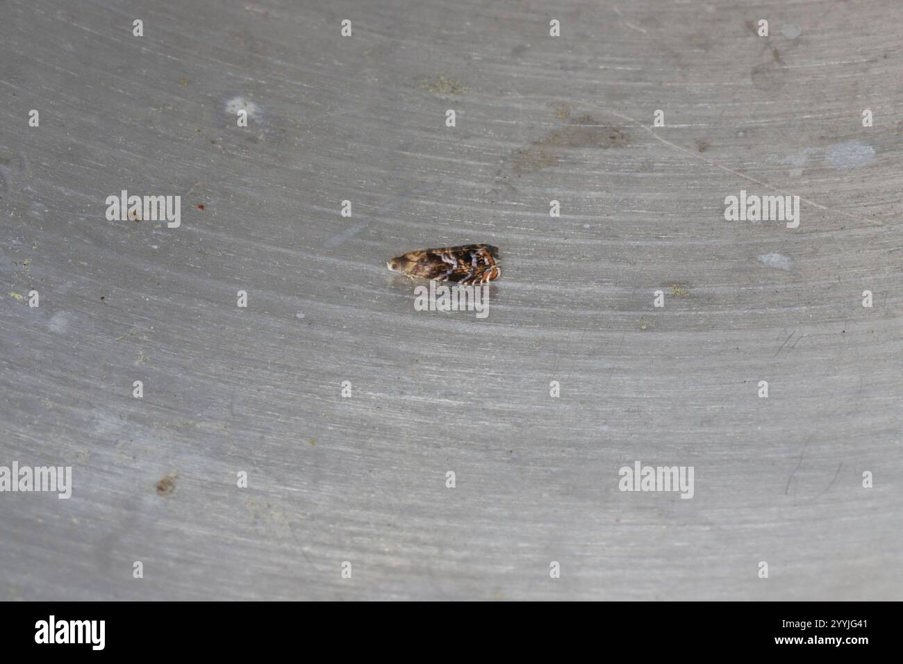 Tortricid Leafroller Moths (Tortricidae Stock Photo - Alamy