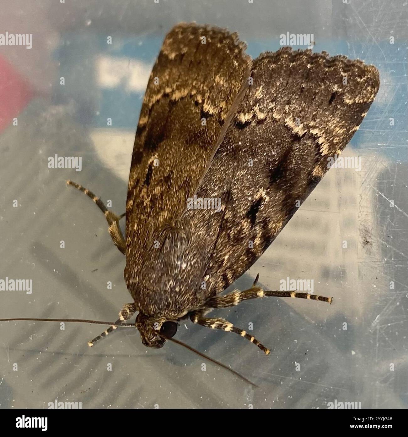 Eurasian Copper Underwing (Amphipyra pyramidea Stock Photo - Alamy