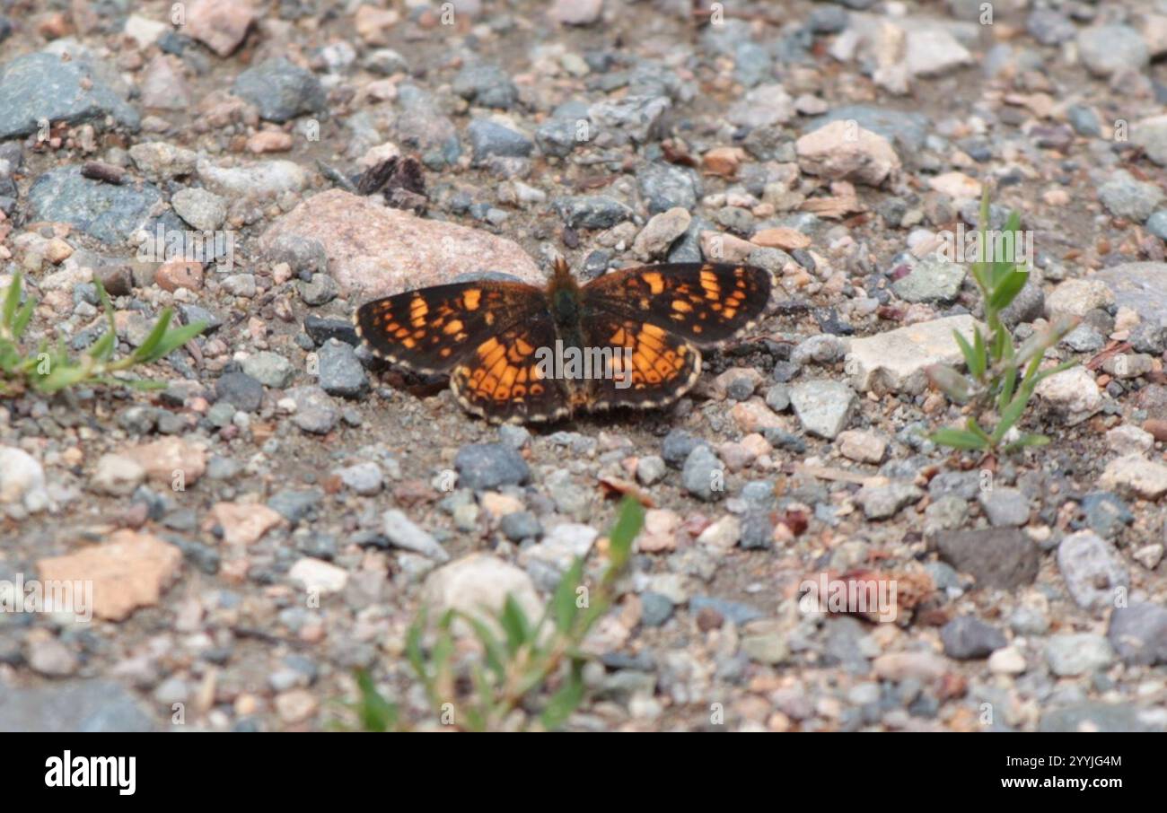 Field Crescent (Phyciodes pulchella Stock Photo - Alamy