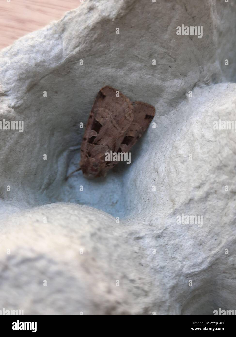 Double Square-spot (Xestia triangulum Stock Photo - Alamy