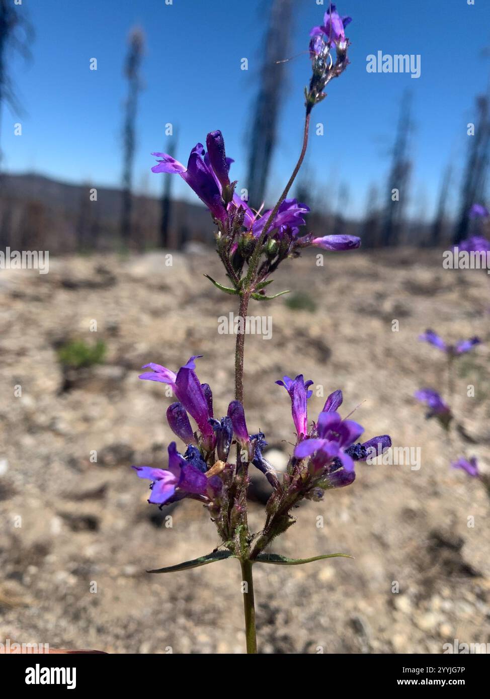 Sierra Penstemon (Penstemon heterodoxus Stock Photo - Alamy