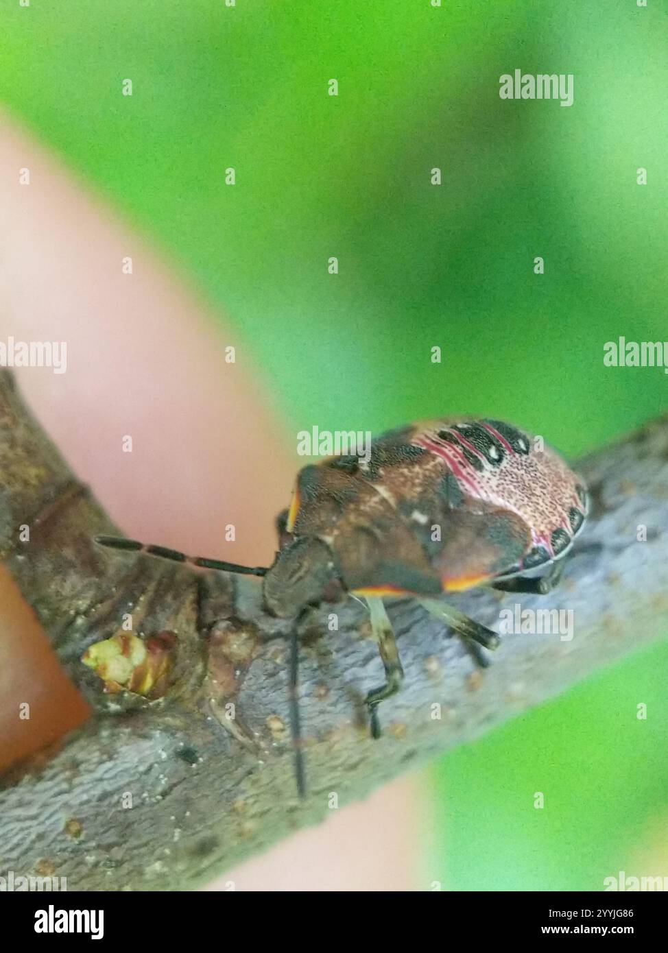 Dendrocoris hi-res stock photography and images - Alamy
