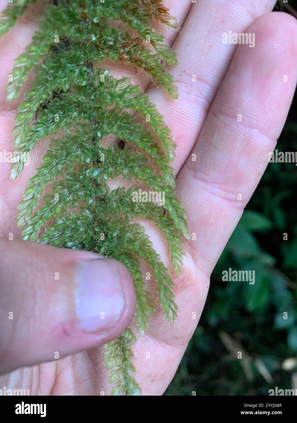 Filmy Ferns and Bristle Ferns (Hymenophyllaceae Stock Photo - Alamy
