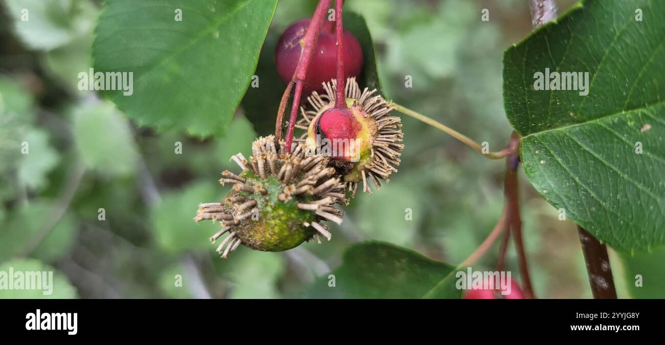 Cedar-Hawthorn Rust (Gymnosporangium globosum Stock Photo - Alamy
