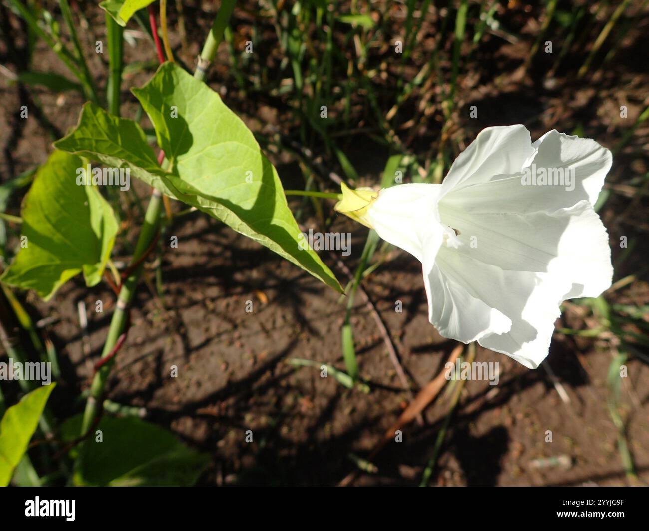 hedge bindweed (Calystegia sepium Stock Photo - Alamy