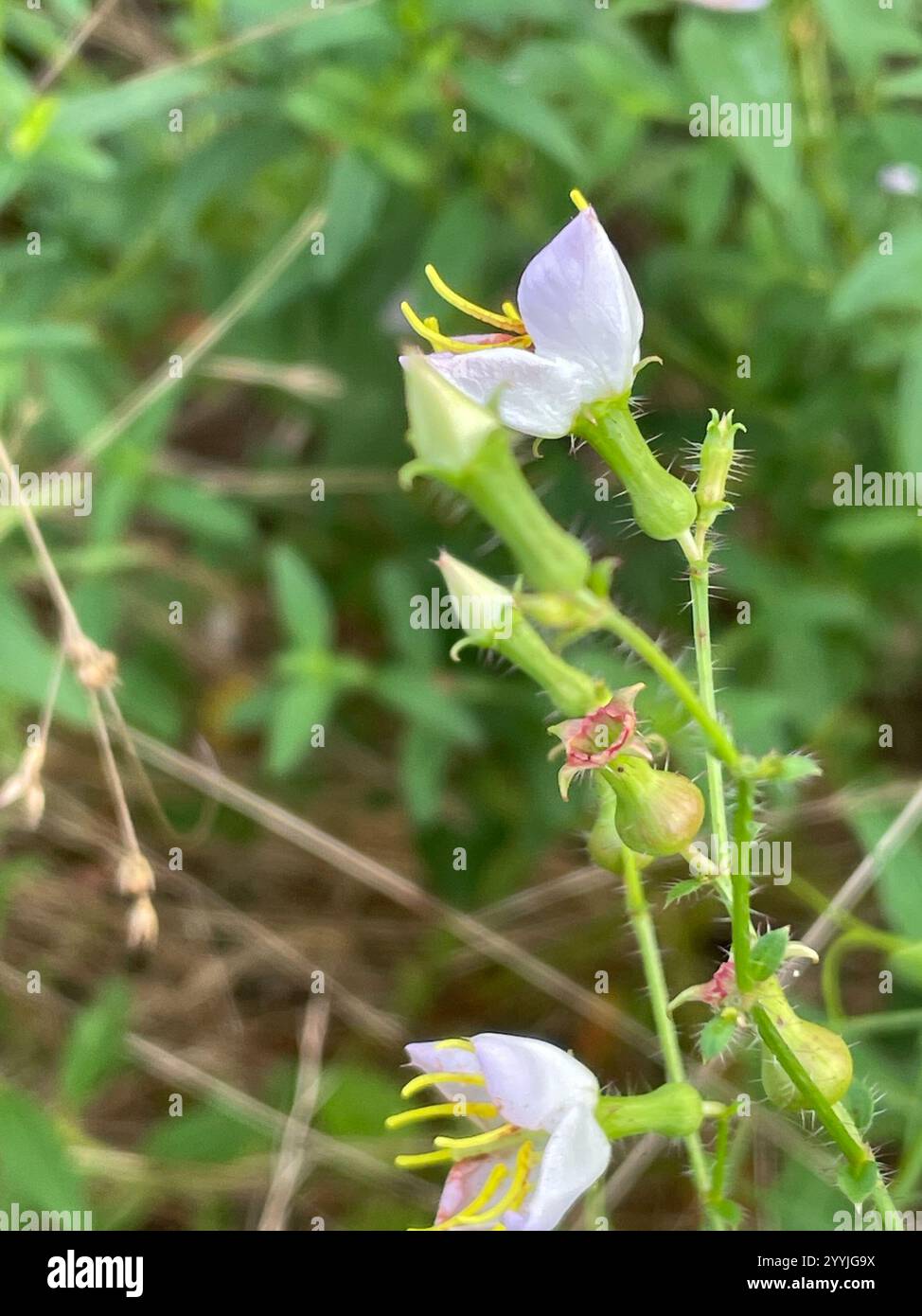 Maryland meadowbeauty (Rhexia mariana Stock Photo - Alamy