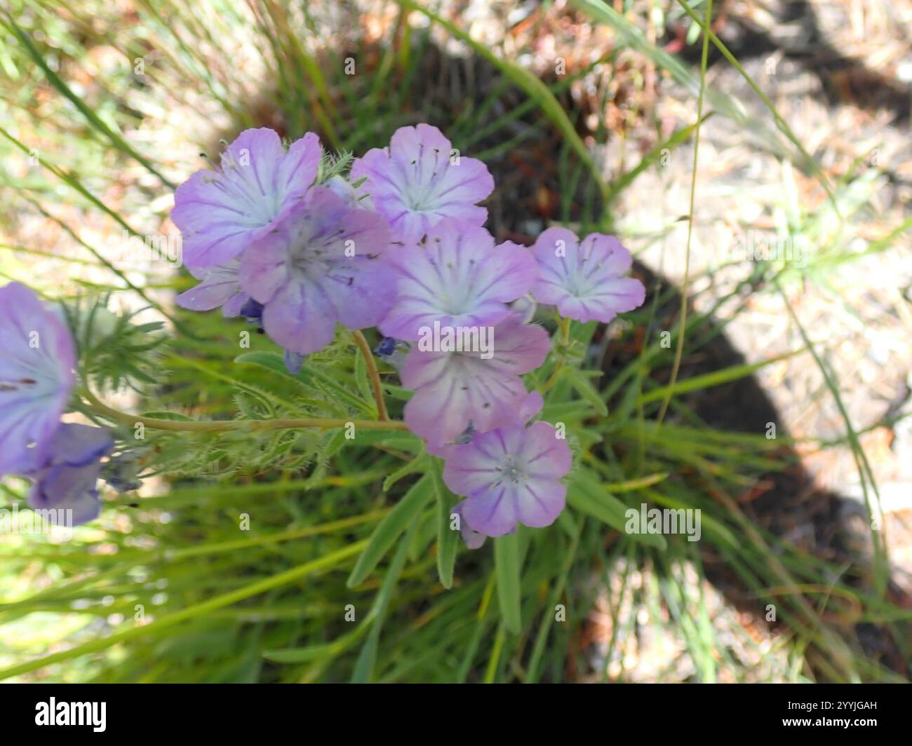 Linearleaf Phacelia (Phacelia linearis Stock Photo - Alamy