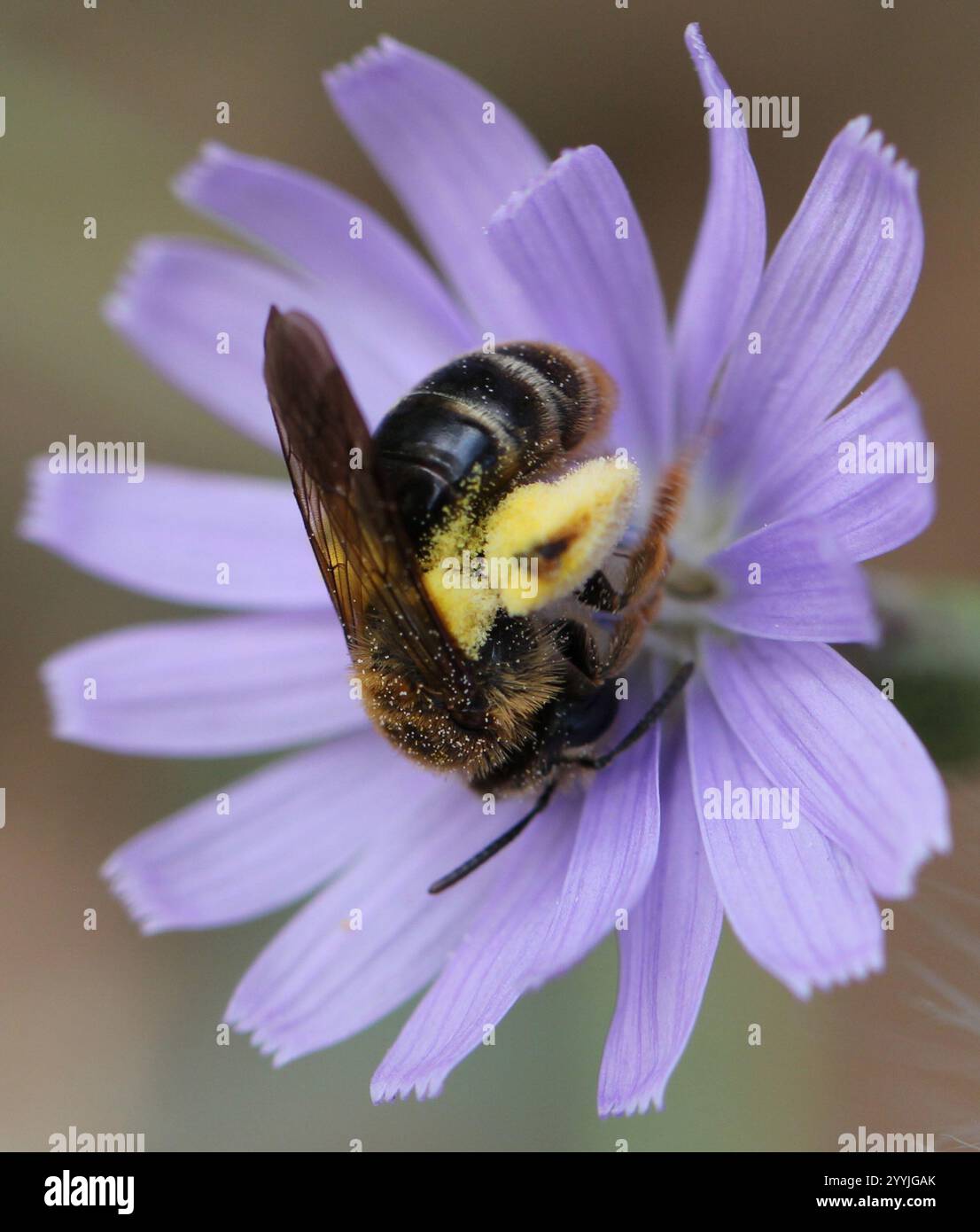 Mining Bees (Andrena Stock Photo - Alamy