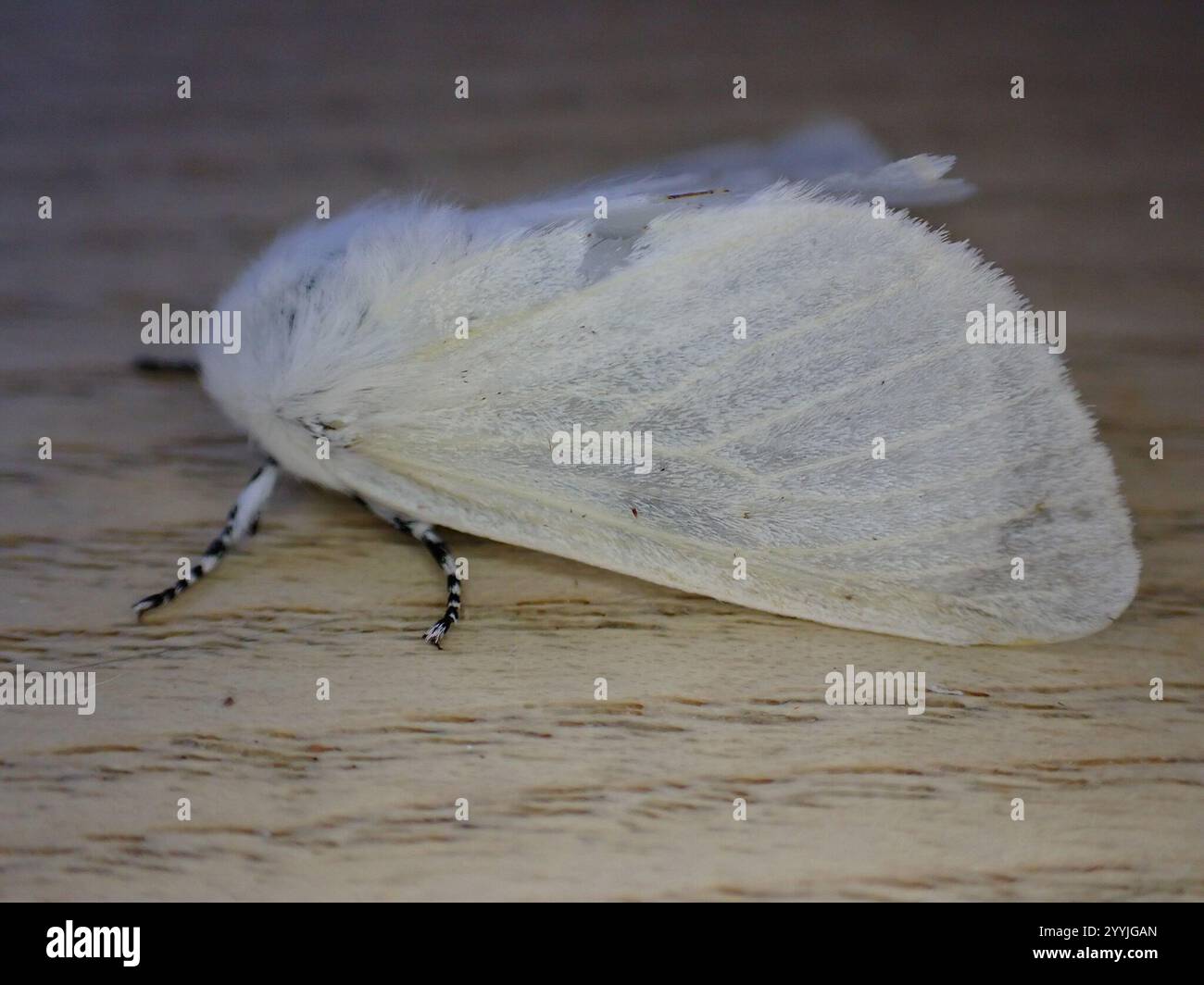 White Satin Moth (Leucoma salicis Stock Photo - Alamy