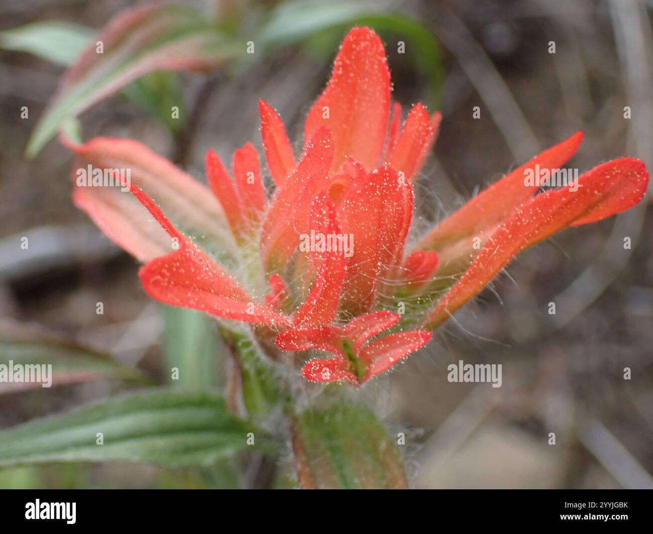 giant red Indian paintbrush (Castilleja miniata Stock Photo - Alamy