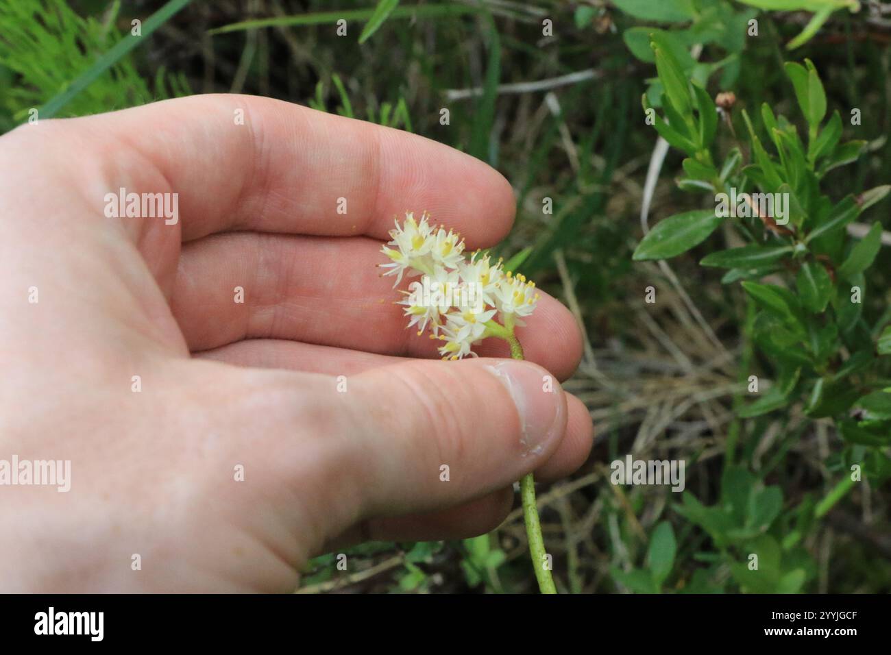 western false asphodel (Triantha occidentalis Stock Photo - Alamy