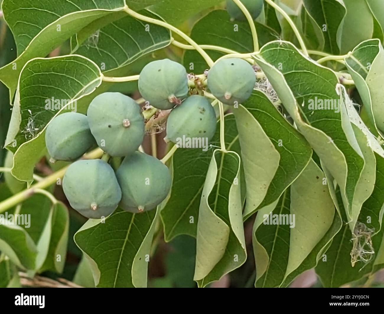 Chinese Tallow (Triadica sebifera Stock Photo - Alamy