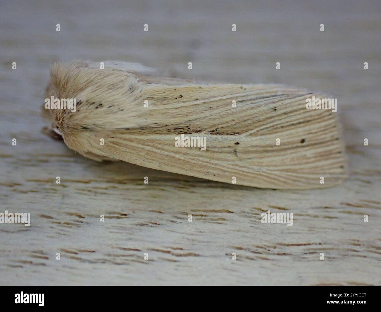 Smoky Wainscot (Mythimna impura Stock Photo - Alamy