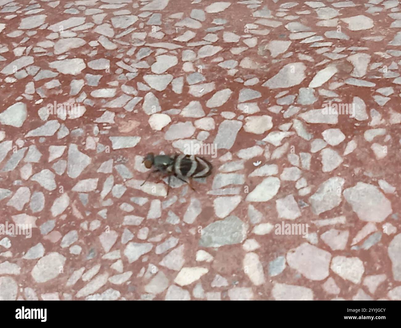 Banded-wing Flies (Chaetopsis Stock Photo - Alamy