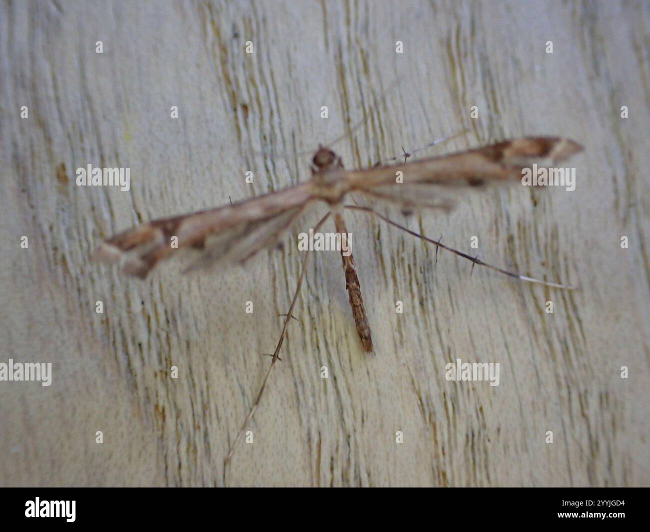 Beautiful Plume Moth (Amblyptilia acanthadactyla Stock Photo - Alamy