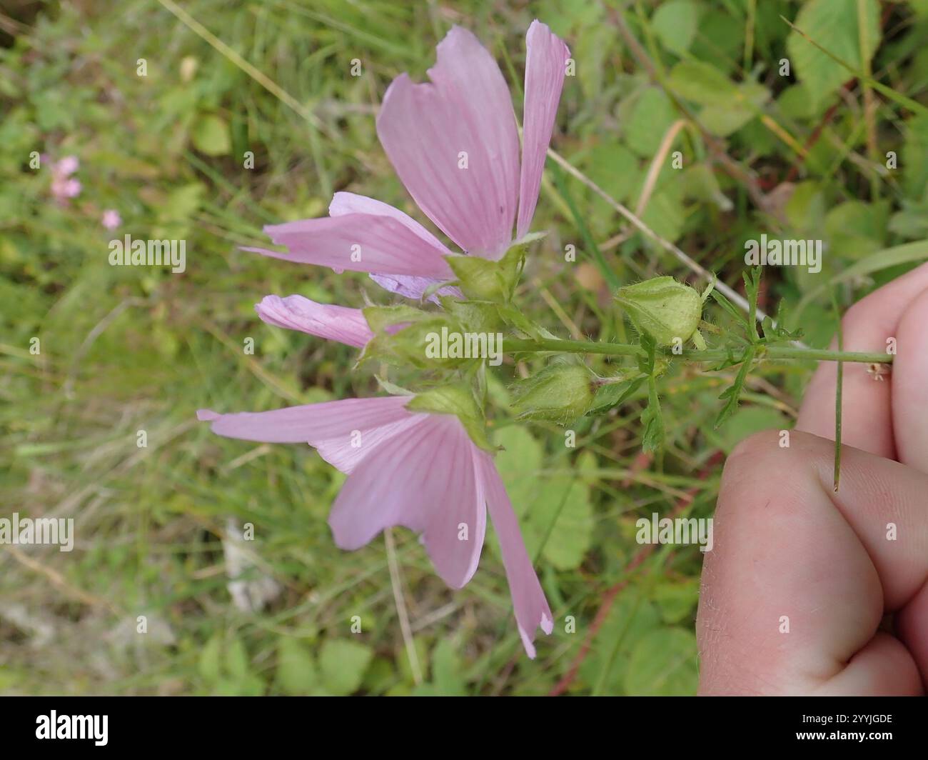 musk mallow (Malva moschata Stock Photo - Alamy