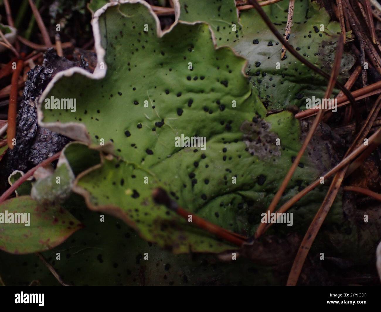 freckled pelt lichen (Peltigera aphthosa Stock Photo - Alamy